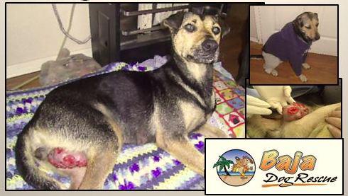 Globe Dater: Baja Dogs Go North and Baja Dog Rescue